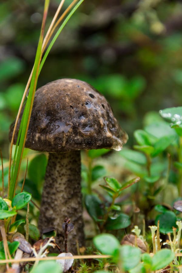 Cepe mushroom stock image. Image of green, natural, food - 124414971