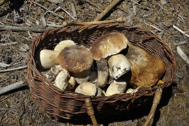 Cepe mushrooms stock photo. Image of ingredient, fresh - 25737588