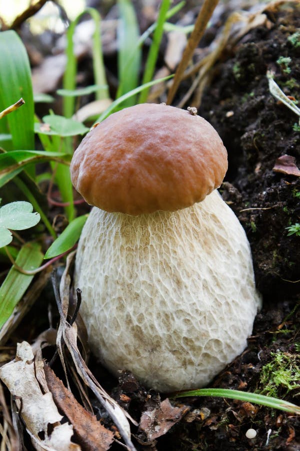 Young cepe stock image. Image of eatable, kicking, rural - 1146759