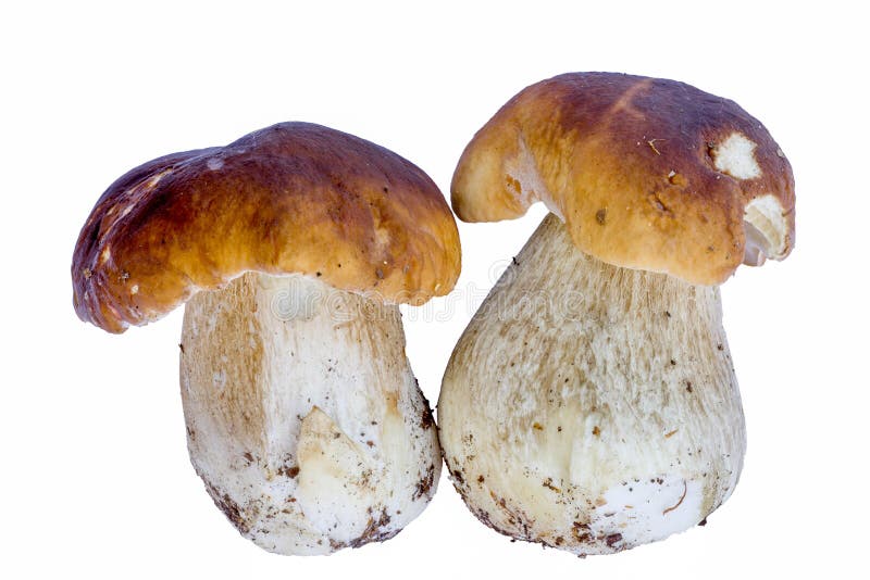 Cepes stock photo. Image of diet, beautiful, fresh, flora - 56276286