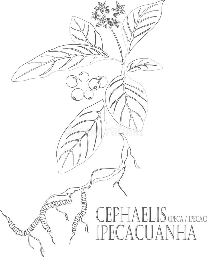 Cephaelis Ipecacuanha Plant Contour Vector Illustration Stock Vector ...