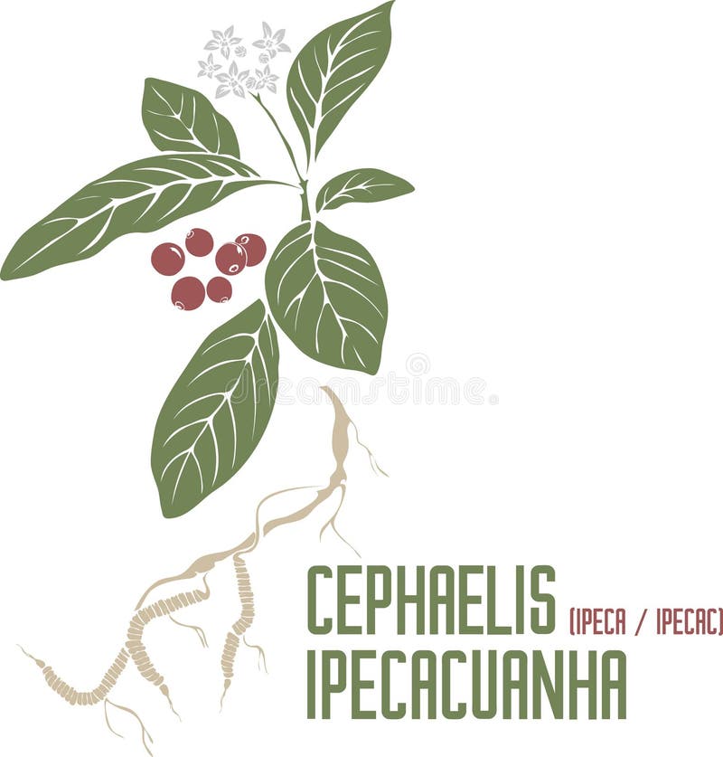 Cephaelis Ipecacuanha Plant Silhouette in Color Image Vector ...