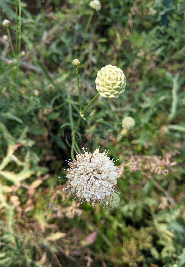 Cephalaria Leucantha, Commonly Known As the White Scabious Stock Image ...