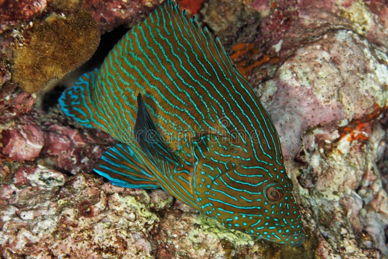 Cephalopholis Formosa - Andaman Sea Stock Image - Image of ocean ...