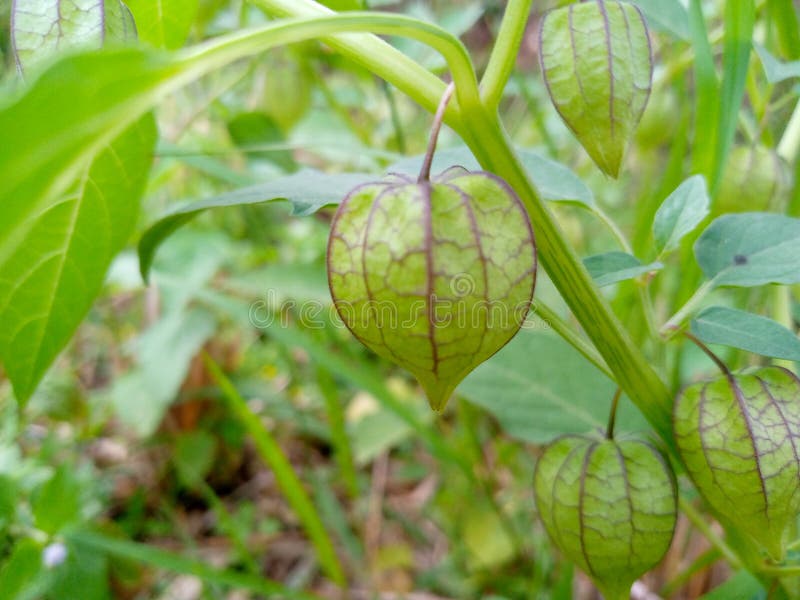 Ceplukan Fruit is Wild Plants Which Commonly Grows in Moorlands, Dry ...