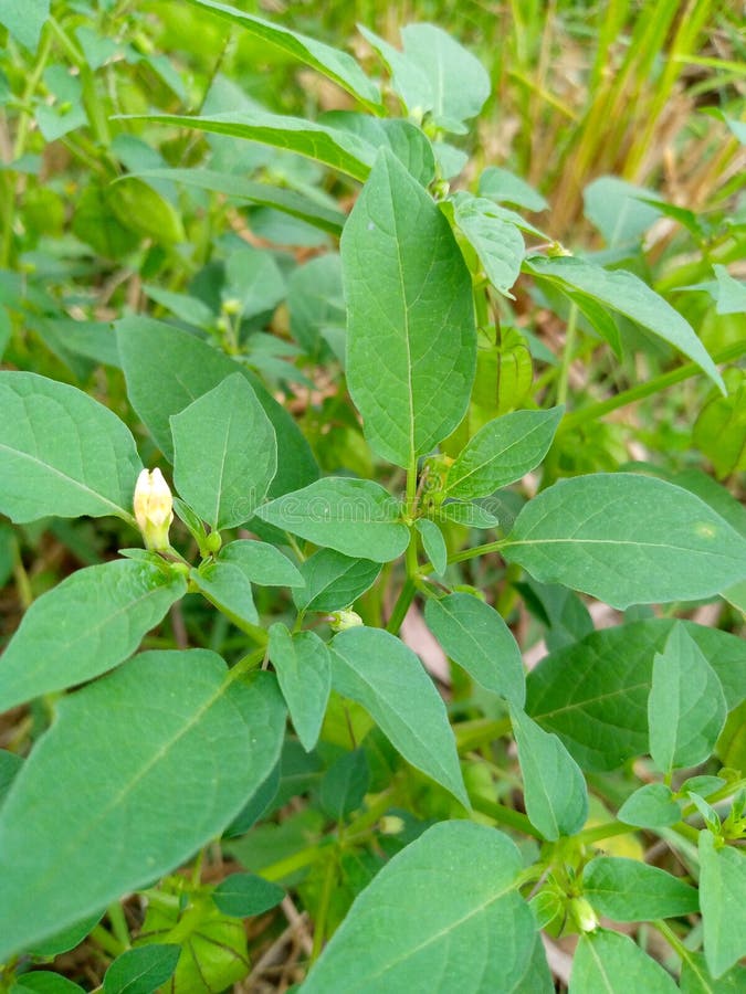 Ceplukan Fruit is Wild Plants Which Commonly Grows in Moorlands, Dry ...
