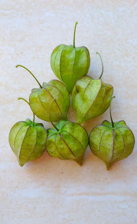 Ceplukan (Physalis) stock photo. Image of benefits, ceplukan - 208063678