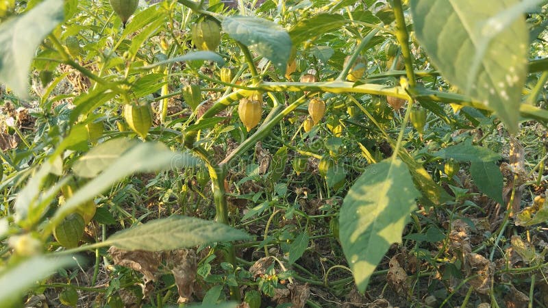 Ceplukan is a Wild Plant Originating from Java Where the Fruit is ...