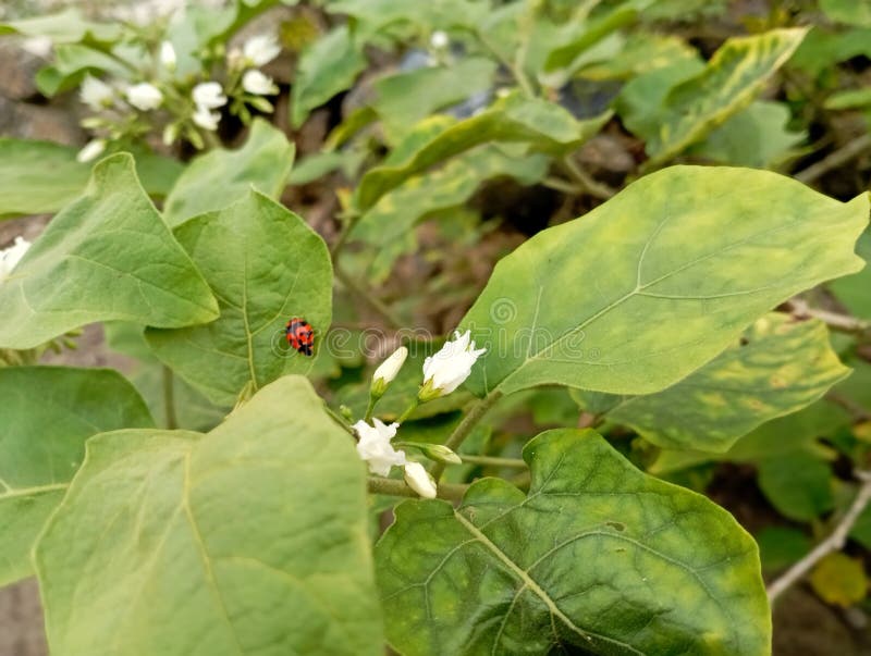 Cepokak Trees in Indonesia are Very Popular for Fresh Vegetables Stock ...