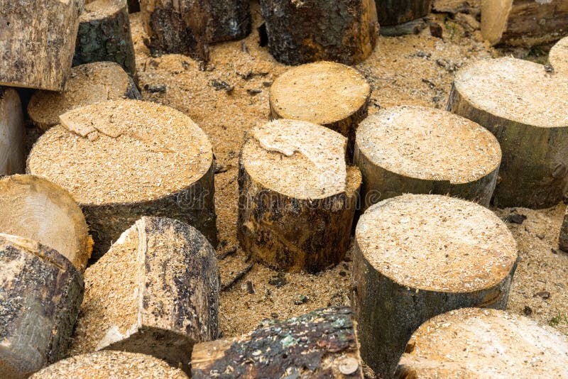 Ceppi Di Legno Della Quercia Immagine Stock - Immagine di taglio ...