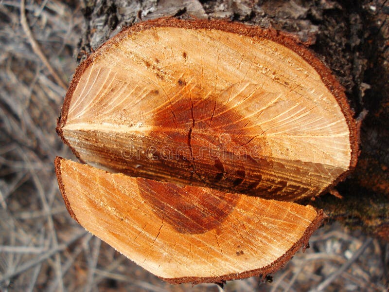 Ceppo di albero immagine stock. Immagine di centro, fronte - 13662241