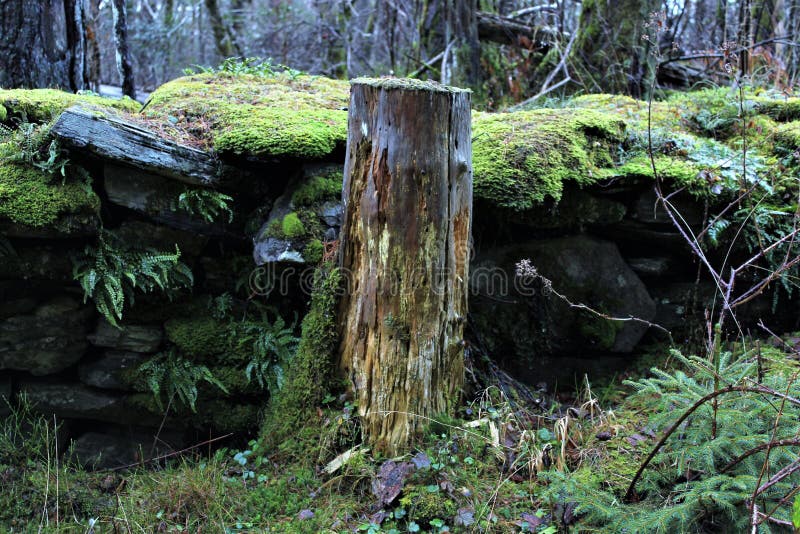 Ceppo di albero immagine stock. Immagine di cespuglio - 82255923