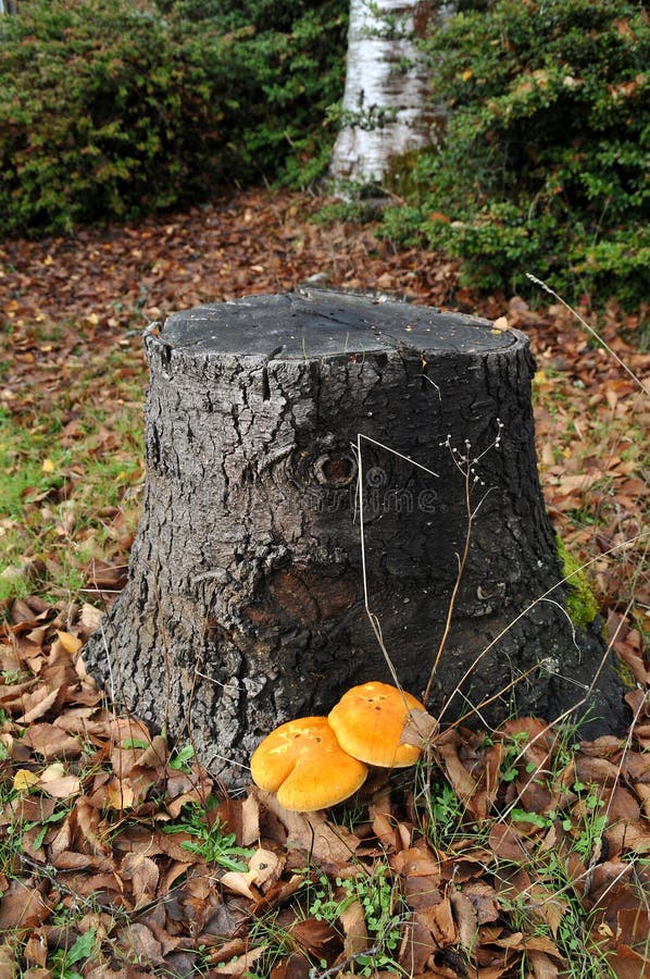 Ceppo Di Albero Con Due Funghi Fotografia Stock - Immagine di ...