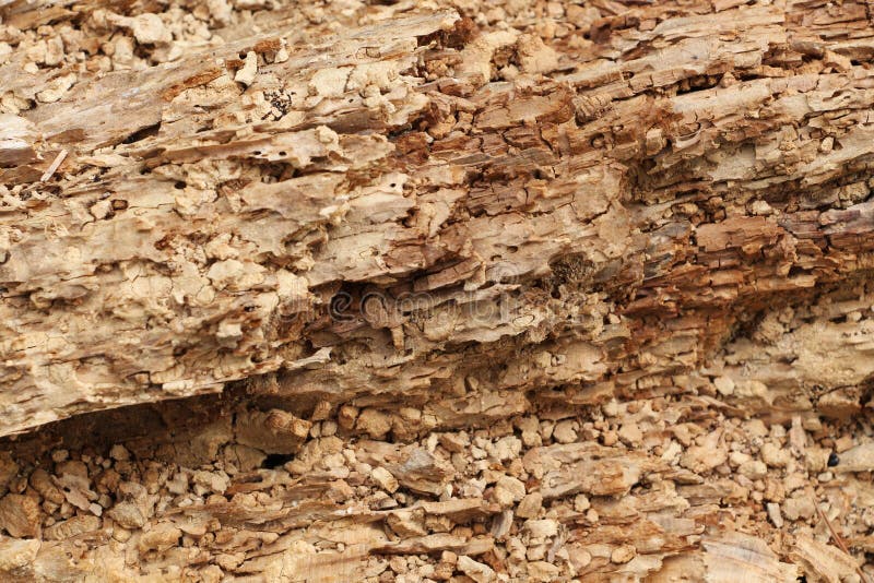Legno marcio immagine stock. Immagine di wooden, puro - 20792469