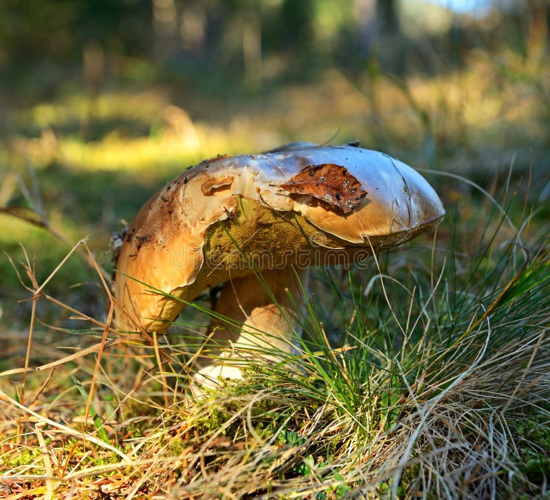 Ceps stock photo. Image of beautiful, closeup, fresh - 27418320