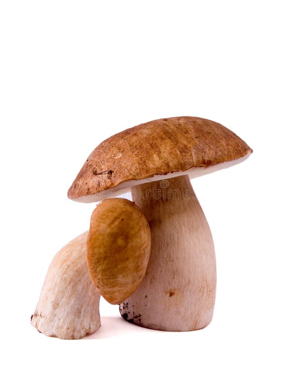 Ceps stock image. Image of brown, fungus, organic, ingredients - 7324191