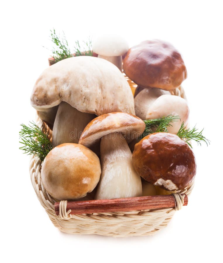 Ceps in the basket stock image. Image of green, cepe - 37158477