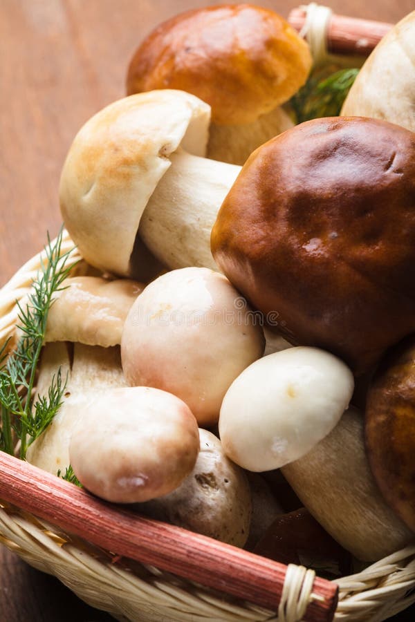 Ceps in the basket stock image. Image of season, basket - 34812515