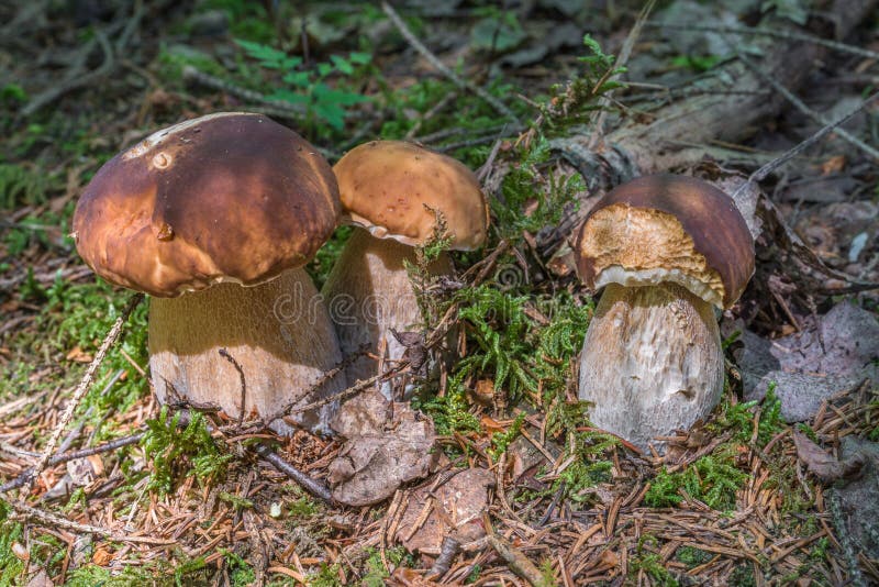 Ceps in the Bavarian Forest, Germany Stock Photo - Image of bavaria ...