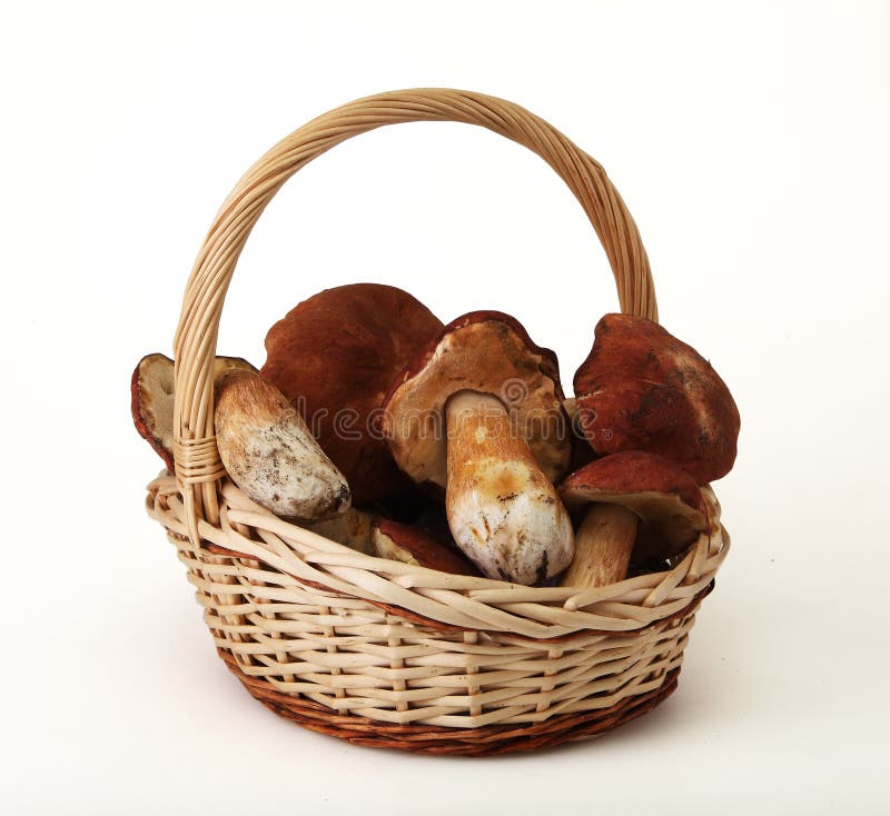 Ceps (Boletus edulis) stock photo. Image of boil, forest - 20591938