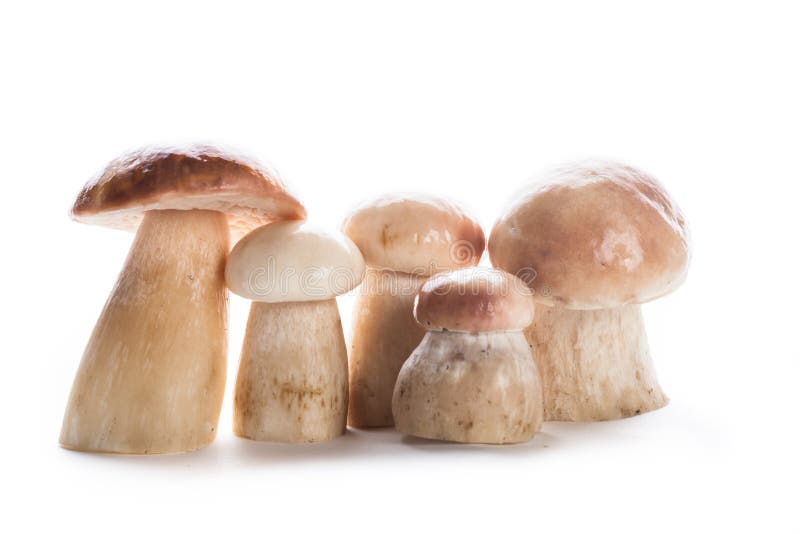 Ceps isolated stock photo. Image of porcini, autumn, ingredient - 35601970