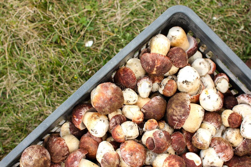 Ceps stock photo. Image of food, full, forest, mushroom - 139709830