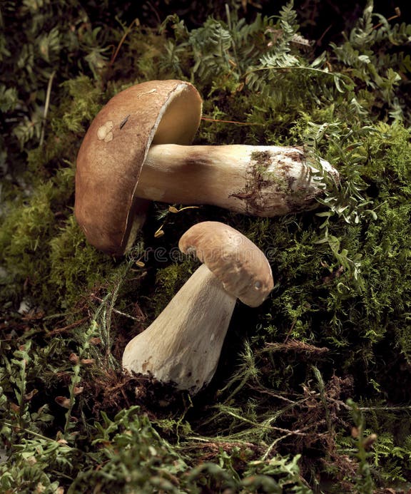 Ceps in the moss stock image. Image of porcini, harvest - 23708395