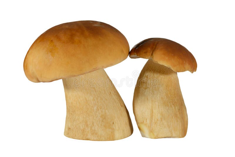 Three Ceps, Boletus, Isolated Stock Photo - Image of group, three: 15993676