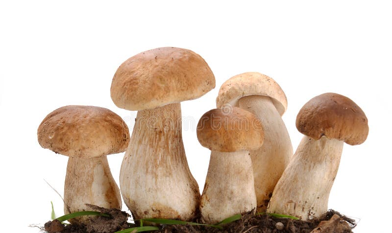 Ceps Mushrooms Ground Stock Photos - Free & Royalty-Free Stock Photos ...