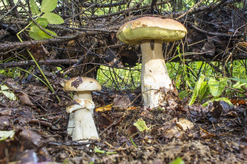 Ceps stock photo. Image of away, bottom, falling, afternoon - 33127918