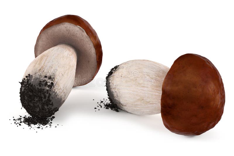 Ceps stock illustration. Illustration of mushroom, fruit - 36311255