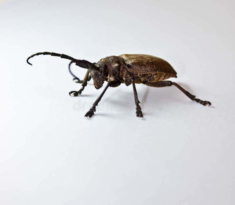 Cerambycidae stock photo. Image of nature, macro, wildlife - 5601052