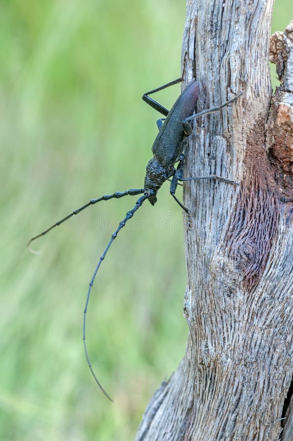 Cerambyx cerdo stock photo. Image of background, capricorn - 65569236