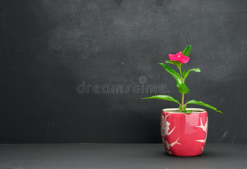 Ceramic Pink Flower Pot on Empty Black Chalk Board Background Stock ...
