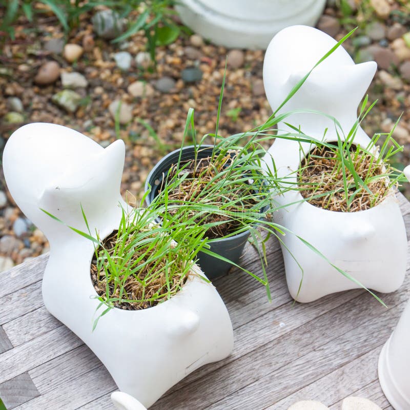 Ceramic pot dog stock photo. Image of green, plant, natural - 34955484