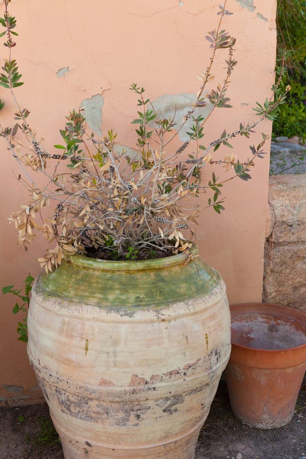 Ceramic pot with plant. stock image. Image of exterior - 290913639