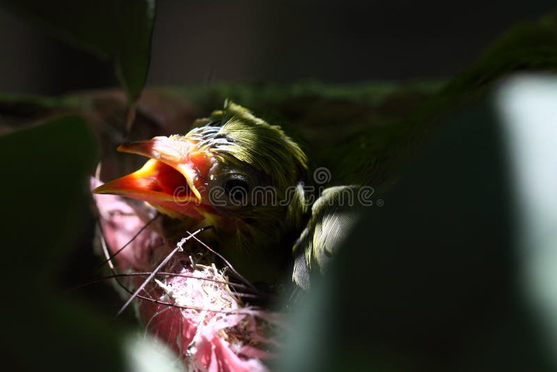 Zosterops japonicas chick stock photo. Image of bird - 40721062