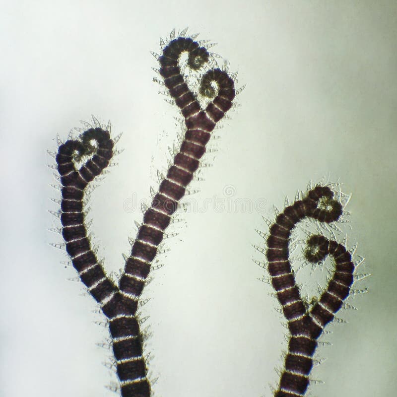 Ceramium Sp. Red Algae Under Microscopic View, Rhodophyta Stock Photo ...