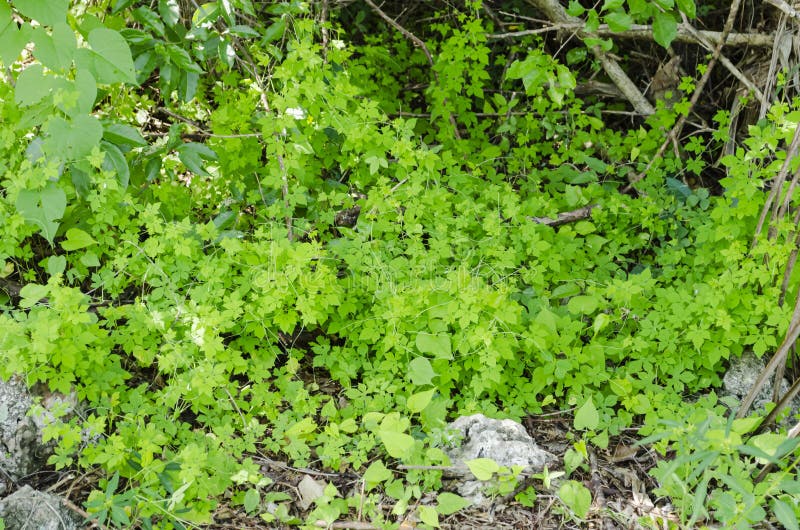 Cerasee Vine on the Ground stock image. Image of bitter - 273187169