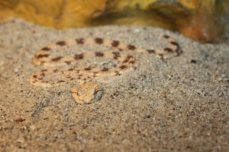 Cerastes Cerastes (Sahara Sand Viper) Stock Photo - Image of alert ...