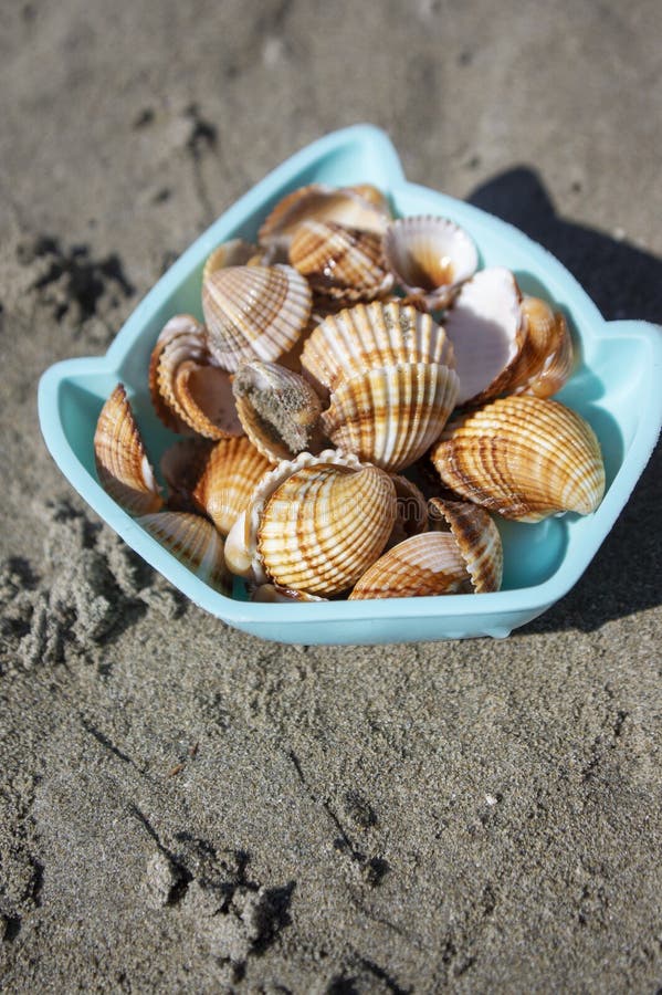 Cerastoderma Edule Common Cockle Empty Seashells on Sandy Beach ...