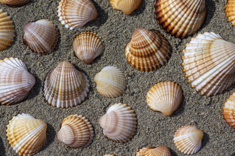 Cerastoderma Edule Common Cockle Empty Seashells on Sandy Beach ...