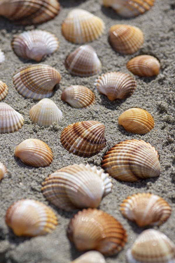 Cerastoderma Edule Common Cockle Empty Seashells on Sandy Beach ...