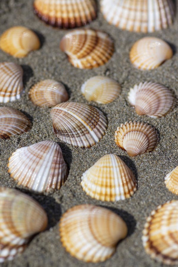 Cerastoderma Edule Common Cockle Empty Seashells on Sandy Beach ...
