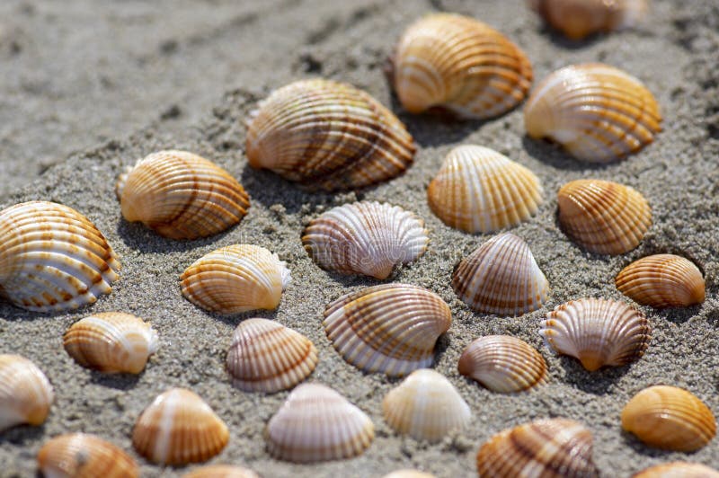 Cerastoderma Edule Common Cockle Empty Seashells on Sandy Beach ...
