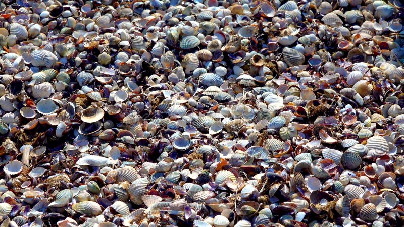 White Dry Shells of Bivalve Mollusks Lentidium on the Shore in Storm ...