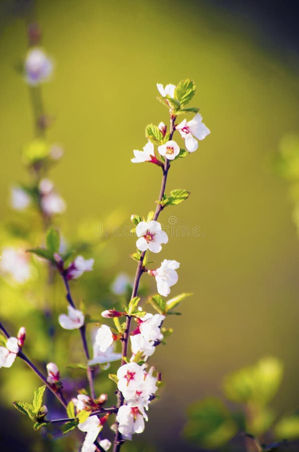 Cerasus blooms stock image. Image of signs, close, blooms - 71075667
