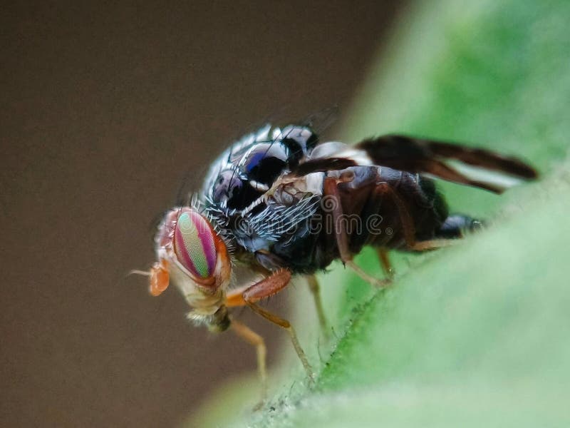 Ceratitis Capitata, Commonly Known As the Mediterranean Fruit Fly ...