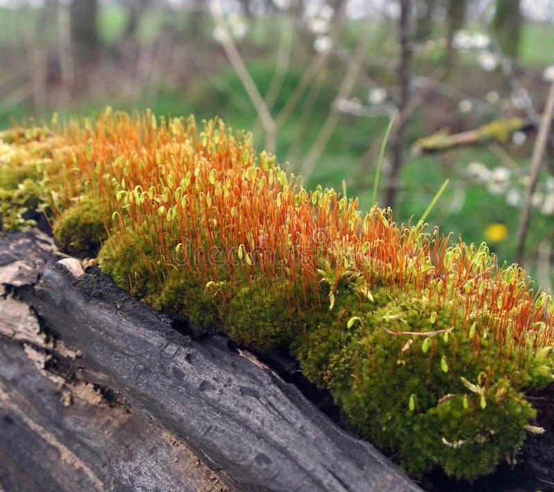 Ceratodon Purpureus Moss on Tree Stump Stock Image - Image of ceratodon ...