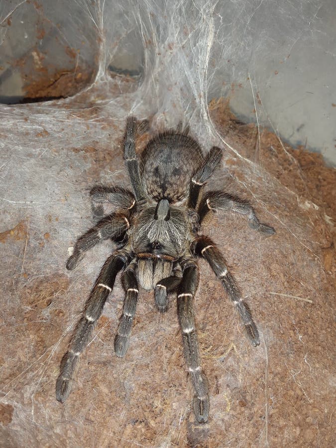 Ceratogyrus Darlingi Tarantula Hembra Adulta Imagen de archivo - Imagen ...